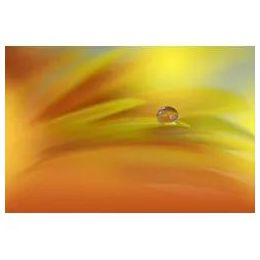 Fototapete papermoon "Zen Wassertropfen mit Blume Makro", bunt, B:4,5m L:2,8m, Vlies, Tapeten
