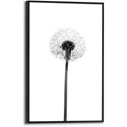 Poster Reinders "Pusteblume", schwarz (farbe bild(er): schwarz, wei&szlig;), B:20cm H:30cm T:1,6cm, MDF, Bilder, Poster