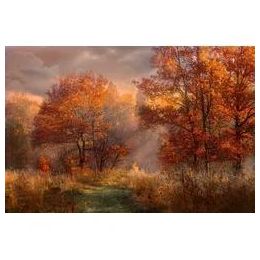 Fototapete papermoon "HERBST-WALD-ROTE EICHEN BAUM NATUR PFLANZE SONNE NEBEL", bunt, B:4m L:2,6m, Vlies, Tapeten
