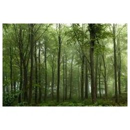 Fototapete papermoon "Photo-Art LEIF LONDAL, WALD", bunt, B:4m L:2,6m, Vlies, Tapeten
