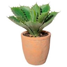 K&uuml;nstliche Zimmerpflanze Creativ green "Echeveria im Terracottatopf", gr&uuml;n, H:25cm, Obermaterial: 100% Polyethylen, Kunstpflanzen, K&uuml;nstliche Zimmerpflanze