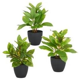 Kunstpflanze Creativ green "Acuba", gr&uuml;n, H:24cm, Kunststoff, Kunstpflanzen, Kunstpflanze, mit sch&ouml;nem Blattwerk
