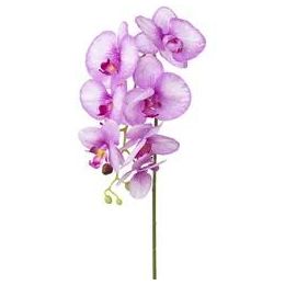 Kunstorchidee Creativ green "Orchidee Phalaenopsis", lila (orchidee), H:76cm, Kunstpflanzen, mit real-touch-Bl&uuml;ten