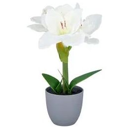 Kunstblume Creativ green "Amaryllis", wei&szlig;, H:35cm, Polyester, Kunstpflanzen, mit traumhaft sch&ouml;ner Bl&uuml;te