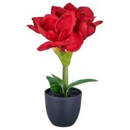 Kunstblume Creativ green "Amaryllis", rot, H:35cm, Polyester, Kunstpflanzen, mit traumhaft sch&ouml;ner Bl&uuml;te