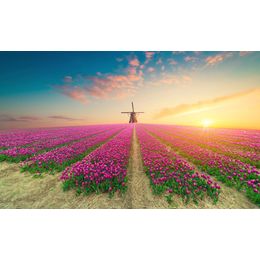 Fototapete papermoon "TULPEN-NATUR BLUMEN LANDSCHAFT WINDM&Uuml;LE LAVENDEL BLUMEN", bunt, B:3m L:2,23m, Vlies, Tapeten