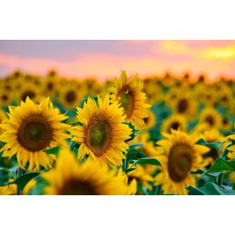 Fototapete papermoon "Feld der Sonnenblumen", bunt, B:3m L:2,23m, Vlies, Tapeten