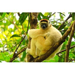 Fototapete papermoon "MAKI LEMOR MIT BABY-MADAGASKAR AFFE TIERE BAUM", bunt, B:3m L:2,23m, Vlies, Tapeten