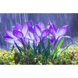 Fototapete papermoon "Blumen im Regen", bunt, B:3m L:2,23m, Vlies, Tapeten
