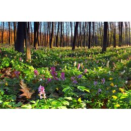 Fototapete papermoon "Blumenwiese im Wald", bunt, B:3m L:2,23m, Vlies, Tapeten