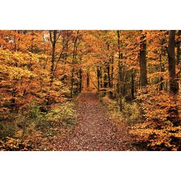 Fototapete papermoon "Waldweg", bunt, B:3m L:2,23m, Vlies, Tapeten