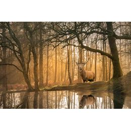 Fototapete papermoon "Hirsch im Wald", bunt, B:3m L:2,23m, Vlies, Tapeten