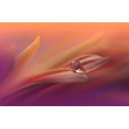 Fototapete papermoon "Zen Wassertropfen mit Blume Makro", bunt, B:3m L:2,23m, Vlies, Tapeten
