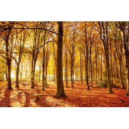 Fototapete papermoon "Herbstwald", bunt, B:3m L:2,23m, Vlies, Tapeten