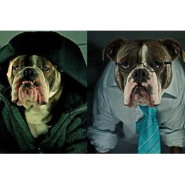 Fototapete papermoon "Hund", bunt, B:3m L:2,23m, Vlies, Tapeten