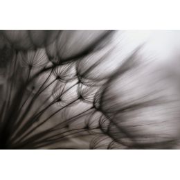 Fototapete papermoon "Photo-Art KEREN OR, PUSTEBLUME DURCHSCHEINEND", bunt, B:3m L:2,23m, Vlies, Tapeten