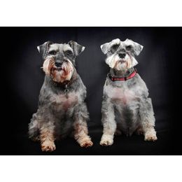 Fototapete papermoon "Hunde", bunt, B:3m L:2,23m, Vlies, Tapeten