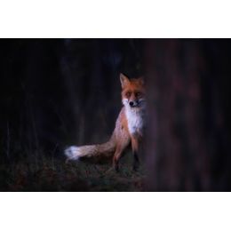 Fototapete papermoon "Photo-Art SEBASTIAN MASTAHAC, GLANZEN", bunt, B:3m L:2,23m, Vlies, Tapeten