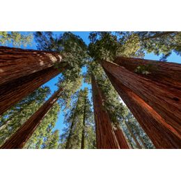 Fototapete papermoon "B&Auml;UME-NATUR LANDSCHAFT HERBST WALD BERGE GEBIRGE HIMMEL", bunt, B:3m L:2,23m, Vlies, Tapeten