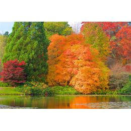 Fototapete papermoon "HERBST-WALD-BAUM FLUSS BLUMEN NATUR PFLANZE SONNE WIESE", bunt, B:3m L:2,23m, Vlies, Tapeten