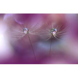 Fototapete papermoon "Zen Wassertropfen mit Blume Makro", bunt, B:3m L:2,23m, Vlies, Tapeten