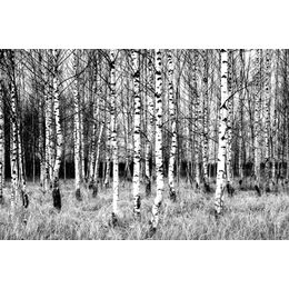 Fototapete papermoon "Birkenwald Schwarz & Wei&szlig;", schwarz (schwarz, wei&szlig;), B:3m L:2,23m, Vlies, Tapeten
