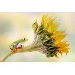 Fototapete papermoon "LINDA D LESTER, ROTER&Auml;UGIGER BAUMFROSCH AUF EINER SONNENBLUME", bunt, B:3m L:2,23m, Vlies, Tapeten