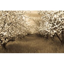 Fototapete papermoon "Sepia Fr&uuml;hlingsobstgarten", bunt, B:3m L:2,23m, Vlies, Tapeten
