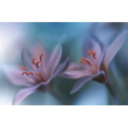 Fototapete papermoon "Zen Wassertropfen mit Blume Makro", bunt, B:3m L:2,23m, Vlies, Tapeten