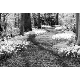 Fototapete papermoon "Wald Schwarz & Wei&szlig;", schwarz (schwarz, wei&szlig;), B:3m L:2,23m, Vlies, Tapeten