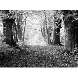 Fototapete papermoon "Wald Schwarz & Wei&szlig;", schwarz (schwarz, wei&szlig;), B:3m L:2,23m, Vlies, Tapeten