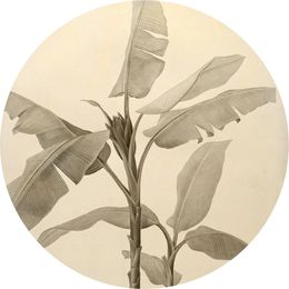 Fototapete Komar "Vlies selbstklebend - Banana Plant - Gr&ouml;&szlig;e 125 x 125 cm", bunt, B:125m L:125m, Vlies, Tapeten, Wohnzimmer, Schlafzimmer