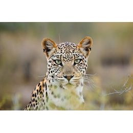 Fototapete papermoon "Leopardenportr&auml;t", bunt, B:3m L:2,2m, Vlies, Tapeten