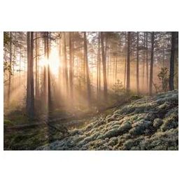 Fototapete papermoon "CHRISTIAN LINDSTEN, NEBEL IM WALD MIT WEI&szlig;EM MOOS IM UNTERGRUND", bunt, B:4,5m L:2,8m, Vlies, Tapeten