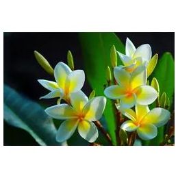 Fototapete papermoon "FRANGIPANI-BLUMEN PLUMERIA PFLANZE JASMIN BL&Uuml;TEN BAUM", bunt, B:3,5m L:2,6m, Vlies, Tapeten