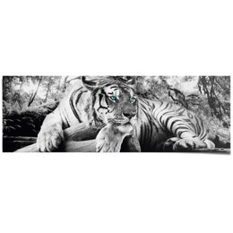 Poster Reinders "Tigerblick", schwarz (farbe bild(er): schwarz), B:158cm H:53cm, Papier, Bilder, Poster