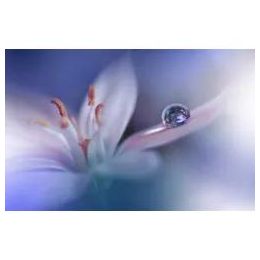 Fototapete papermoon "Zen Wassertropfen mit Blume Makro", bunt, B:5m L:2,8m, Vlies, Tapeten
