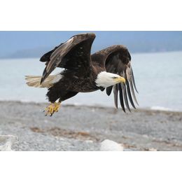 Fototapete papermoon "Wei&szlig;kopfseeadler", bunt, B:3m L:2,2m, Vlies, Tapeten