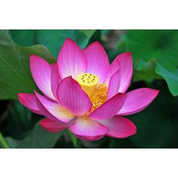 Fototapete papermoon "Blume", bunt, B:3m L:2,23m, Vlies, Tapeten