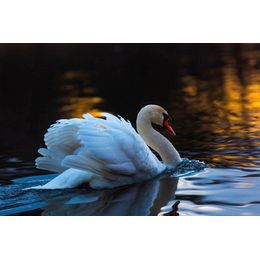 Fototapete papermoon "Schwan im Wasser", bunt, B:5m L:2,8m, Vlies, Tapeten