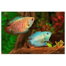Fototapete papermoon "UNTERWASSER-WELT-GOURAMI FISCHE KORALLE SEE MEER TIERE", bunt, B:3,5m L:2,6m, Vlies, Tapeten