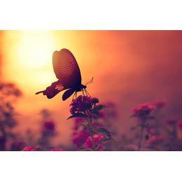 Fototapete papermoon "Schmetterling auf Blume", bunt, B:3,5m L:2,6m, Vlies, Tapeten