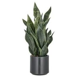 Kunstpflanze Creativ green "Sanseveria Grey Stripe", gr&uuml;n (dunkelgr&uuml;n), H:66cm, Kunststoff, Kunstpflanzen, Kunstpflanze, im eleganten Pflanzgef&auml;&szlig;