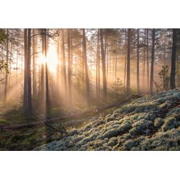 Fototapete papermoon "CHRISTIAN LINDSTEN, NEBEL IM WALD MIT WEI&szlig;EM MOOS IM UNTERGRUND", bunt, B:5m L:2,8m, Vlies, Tapeten