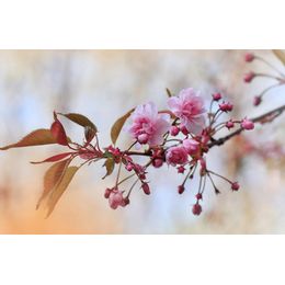 Fototapete papermoon "Zen Wassertropfen mit Blume Makro", bunt, B:3m L:2,23m, Vlies, Tapeten