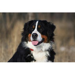 Fototapete papermoon "Hund, Berner Sennenhund", bunt, B:4m L:2,6m, Vlies, Tapeten
