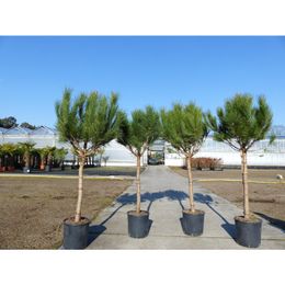 Pinus Pinea Mittelmeerkiefer 180 cm Pinie Kiefer Stamm Premium XL Stamm, winterhart
