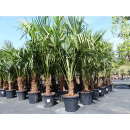 3 St&uuml;ck XXL Palme winterhart 190 - 220 cm Trachycarpus fortunei, Hanfpalme, Top-Qualit&auml;t
