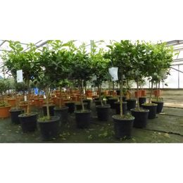 Gr&uuml;nwaren: Limette Limettenbaum "Aurantifolia" Citrus Lime 120 - 150 cm Zitruspflanze