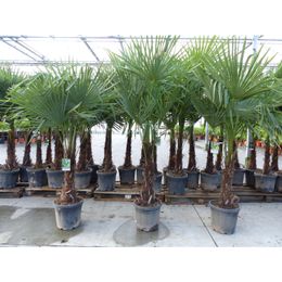 3 St&uuml;ck XXL+ Palme winterhart 190 - 220 cm Trachycarpus fortunei, Hanfpalme, Top-Qualit&auml;t